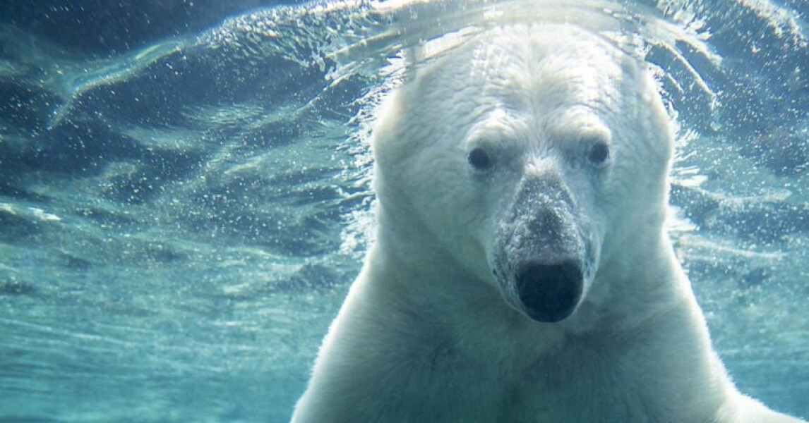 Polar Bear Breakfast | Tourism Calgary