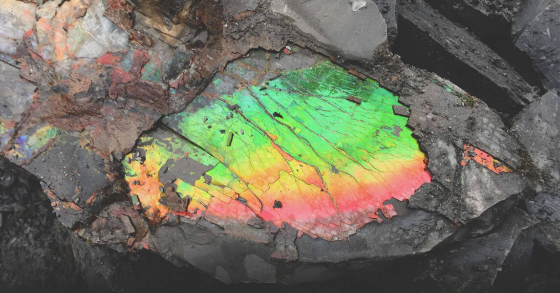 KORITE Ammolite | Tourism Calgary